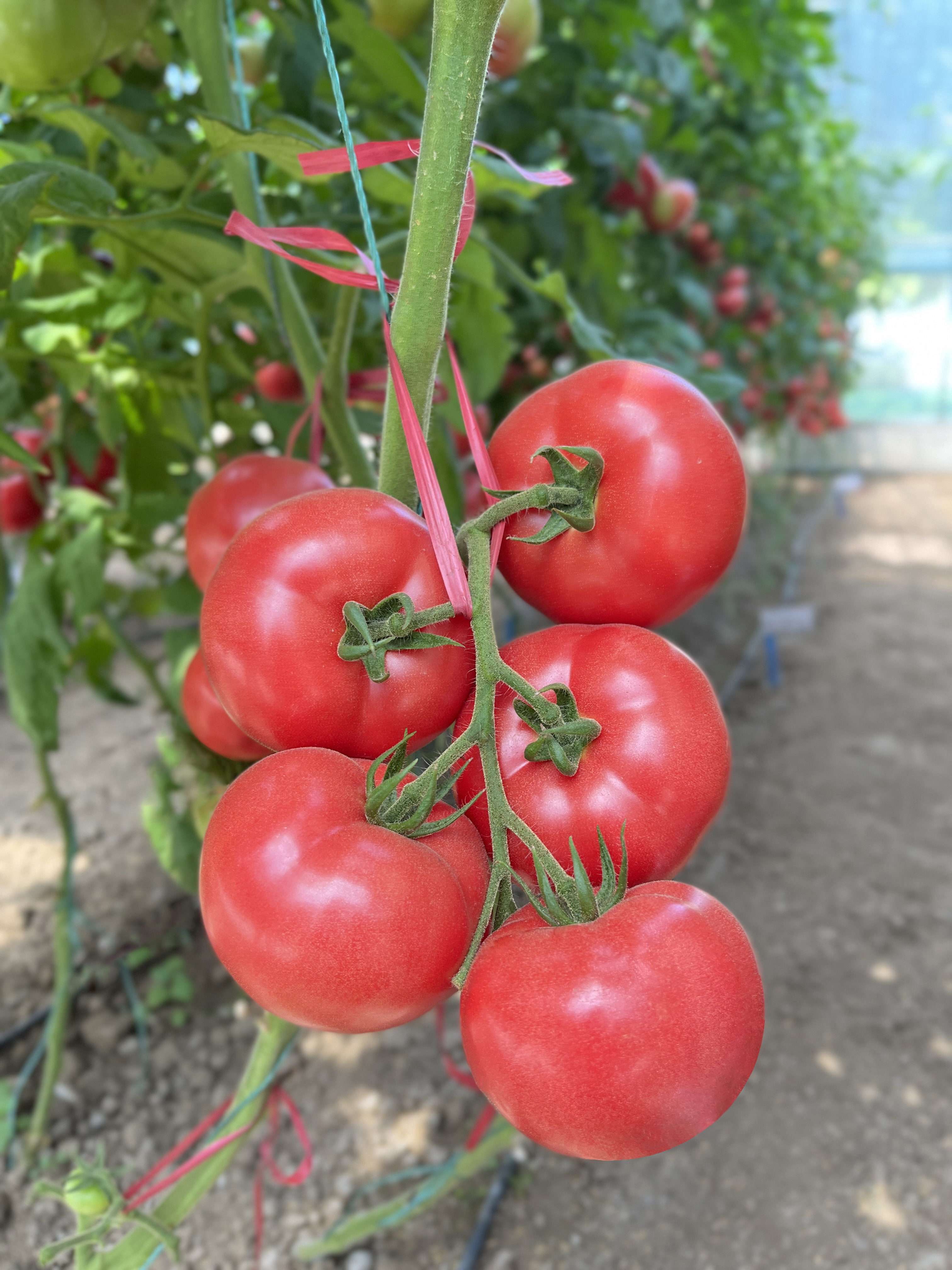 SHENG FEN 559 - Planterseed