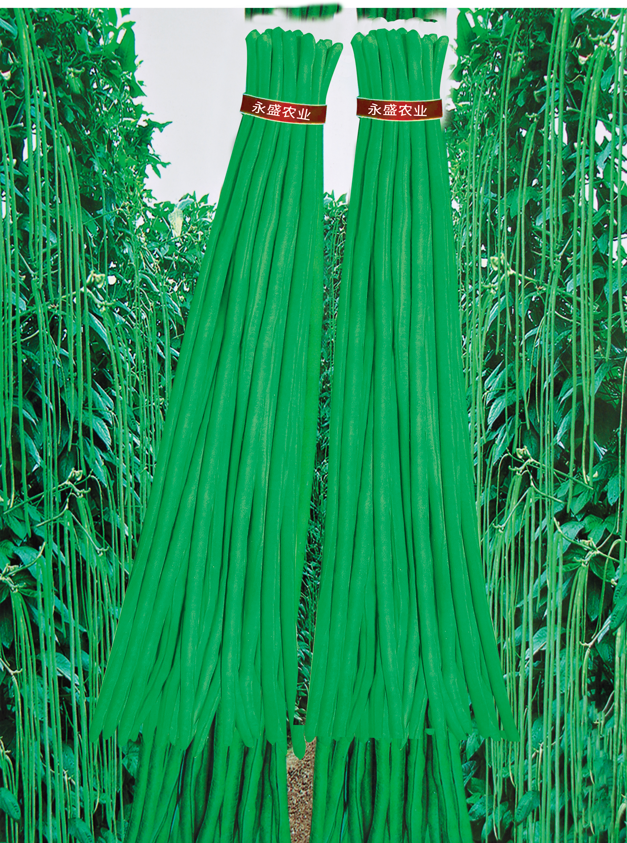 SHENG JIANG 208 - Planterseed