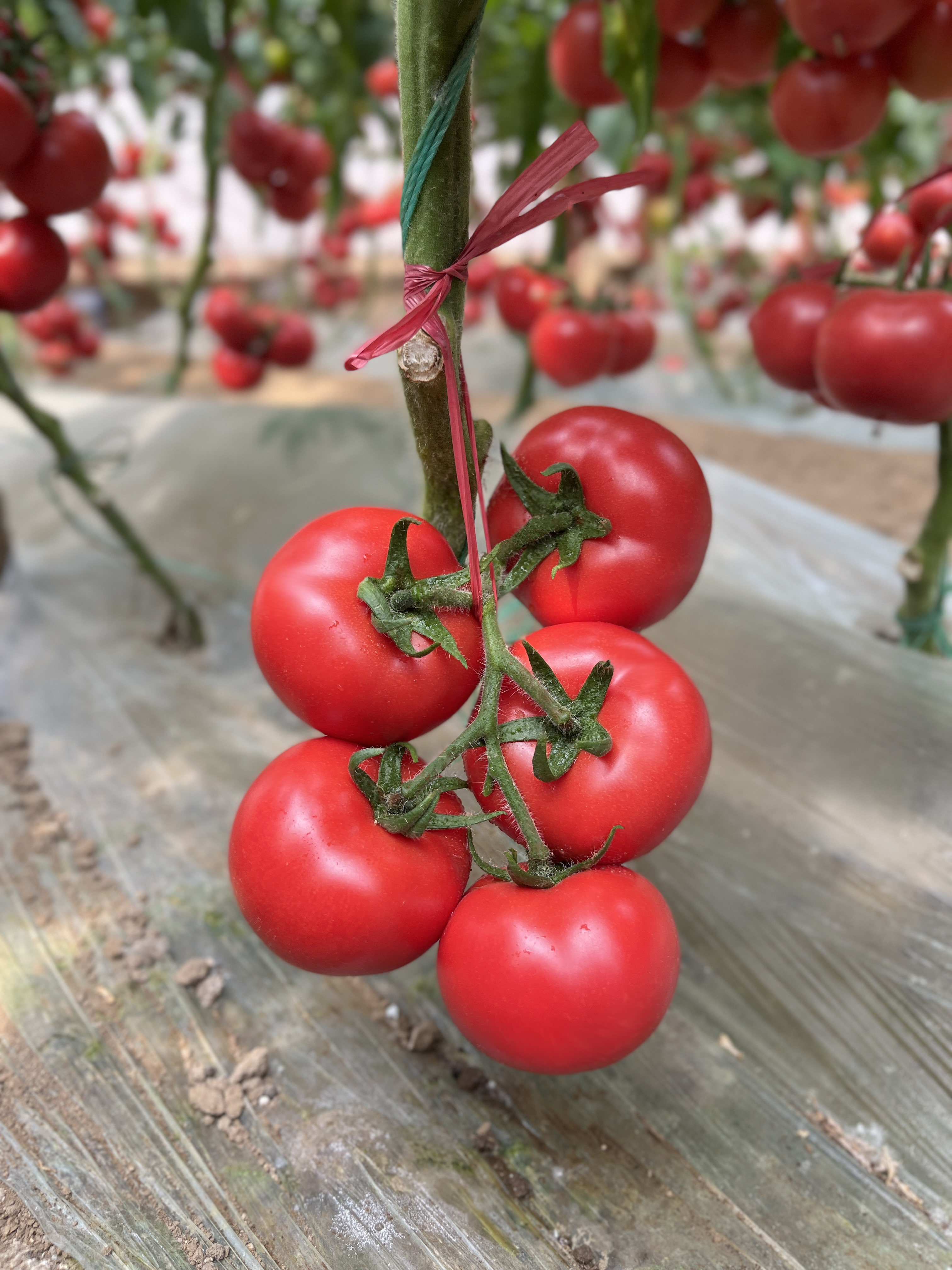 SHENG FEN 301 - Planterseed